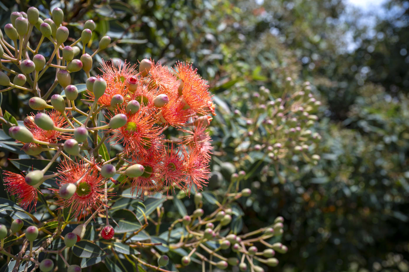 Location | Walnut Grove Estate | Levande