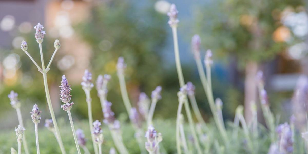 Life at Mernda | Mernda | Levande